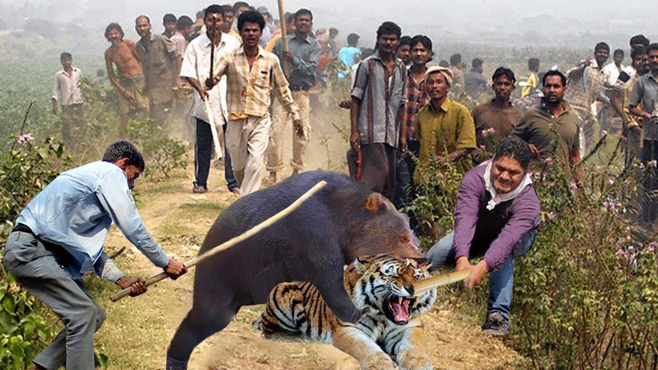 Riot! Scared Tiger Runs Back to Village Escape from Bear's Pursuit But ...