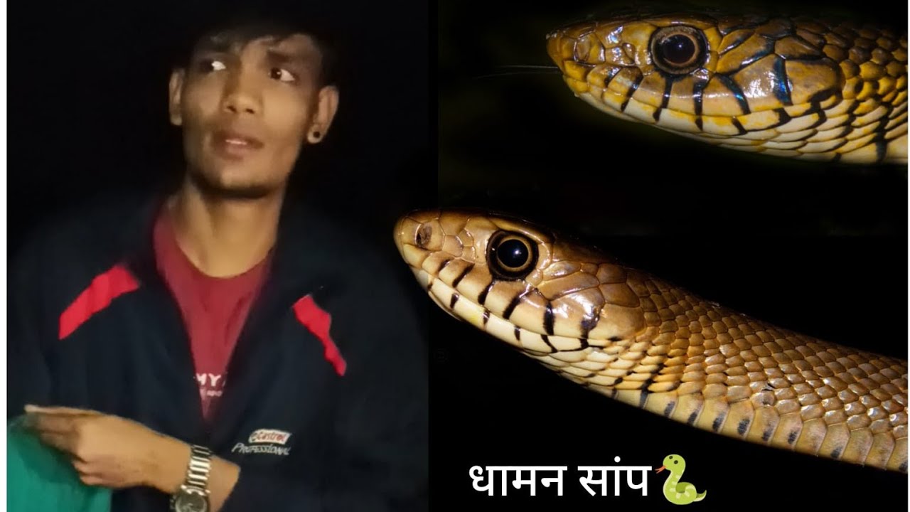 कपड़ो मैं था धामिन सांप #snakerescue #animals Rat Snake rescue by ...