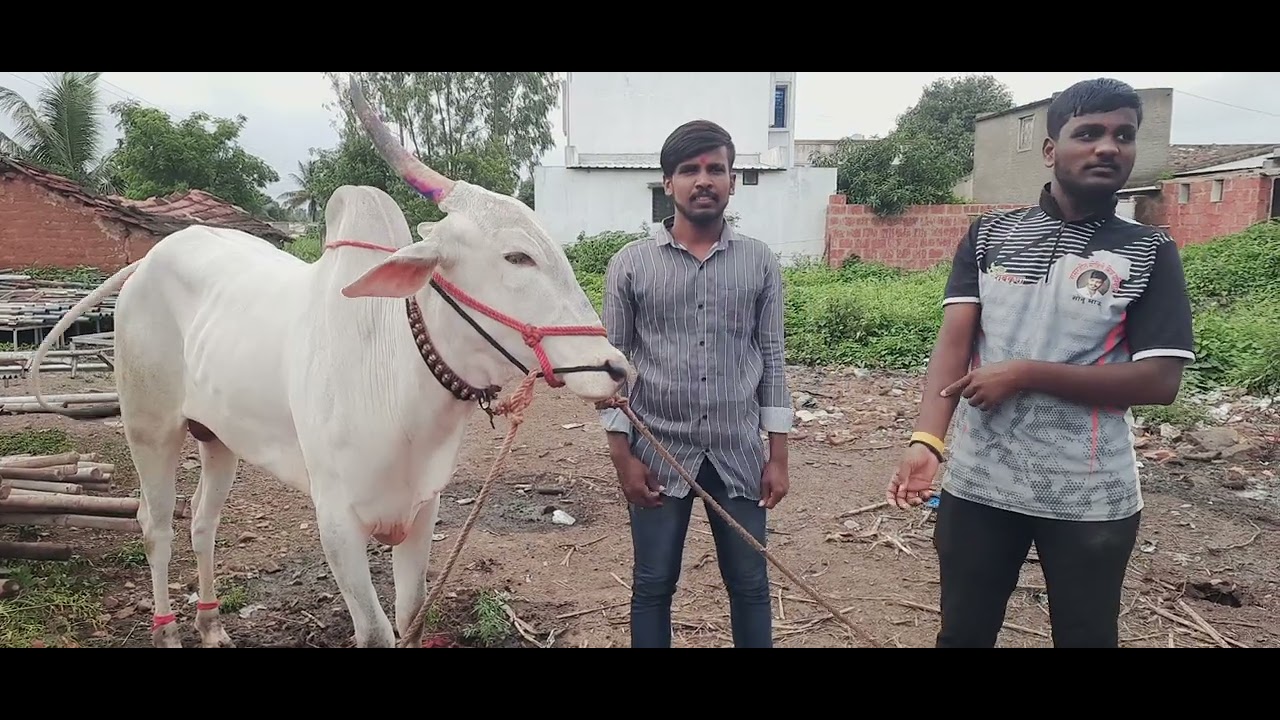 भारत बैलांची दावन /भारत ची मुलाखत चॅनेल वरबगा bharat bailachi davan # ...