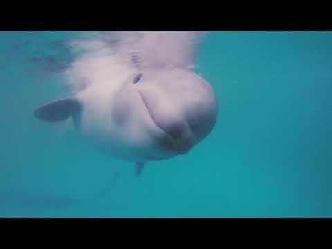 Baby Beluga Sounds