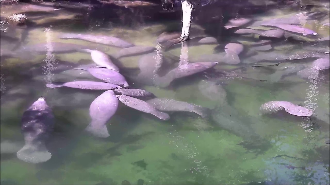 Manatee aggregation with nuzzling manatees at Blue Spring - YouTube