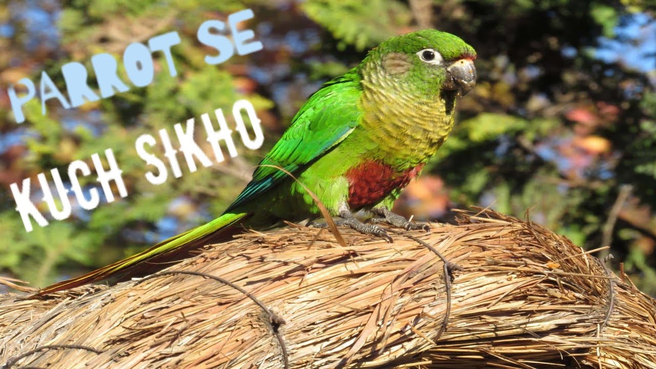 Parrot ki motivation story | motivation story | true story | - YouTube