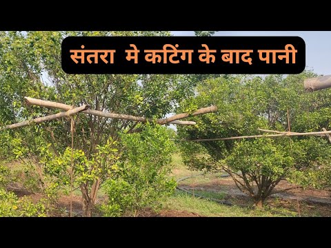 संतरा मे कटाई छटाई के बाद पौधो मे पानी पोषण santra cutting management # ...