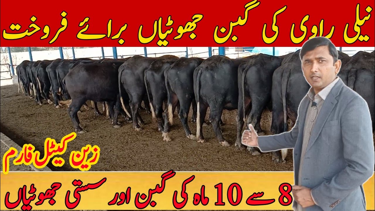 Pure nili ravi gabhan jhotian available for sale at Zain cattle farm ...