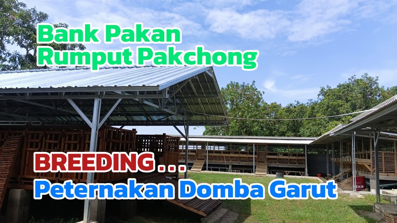 Breeding || Peternakan Domba Garut - Rumput Pakchong - YouTube