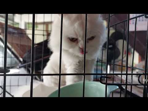 Follow my cat's life|1 year 8 months 21 days|2023 - YouTube