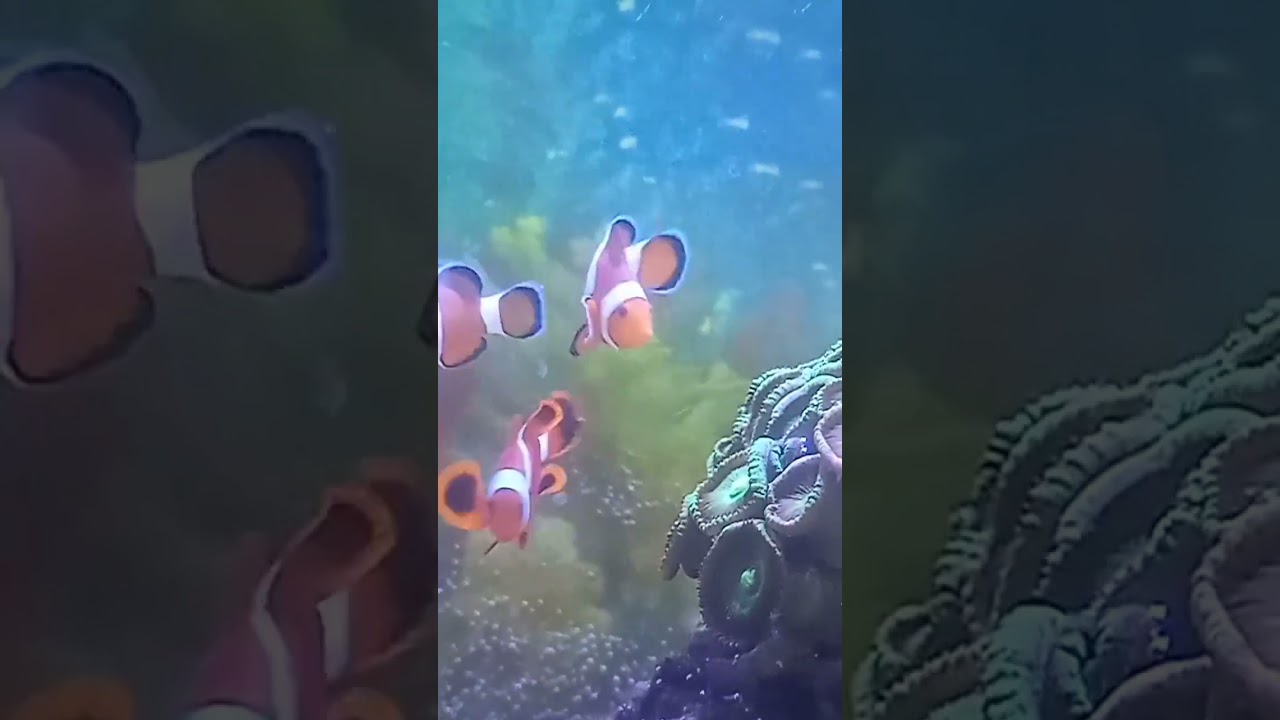 ikan Nemo asli loh - YouTube