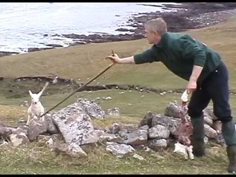 putting a lamb on a sheep - YouTube
