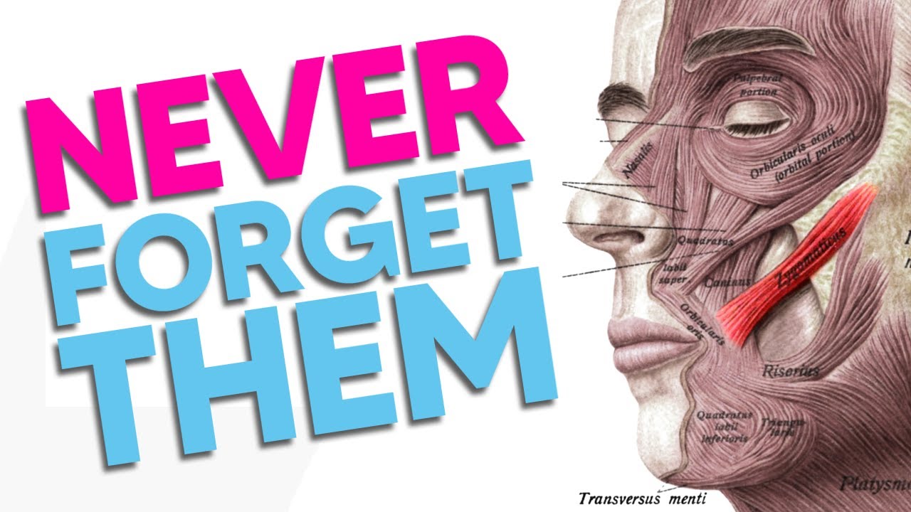 Face Muscle Mnemonics [The Oral Group] - YouTube