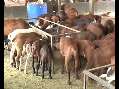 Success story of stall feeding sheep – experience of Kurnool farmer ...