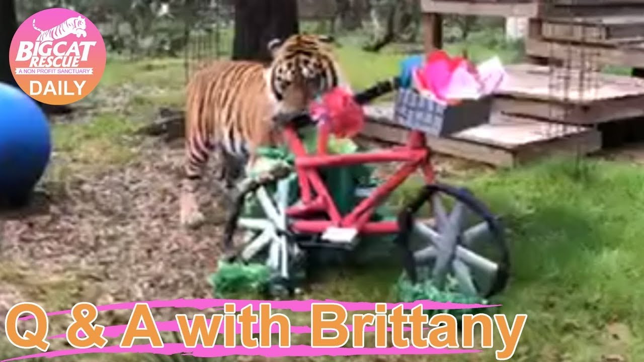 Big Cat Rescue Valentines Day enrichment for Max and Kimba Tigers! 02 ...