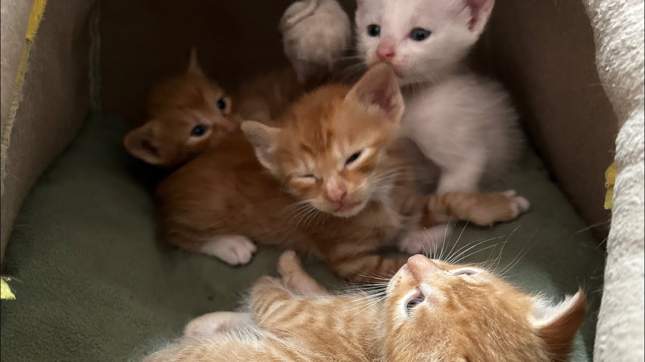 New Born Baby Kittens Just Wake Up - YouTube