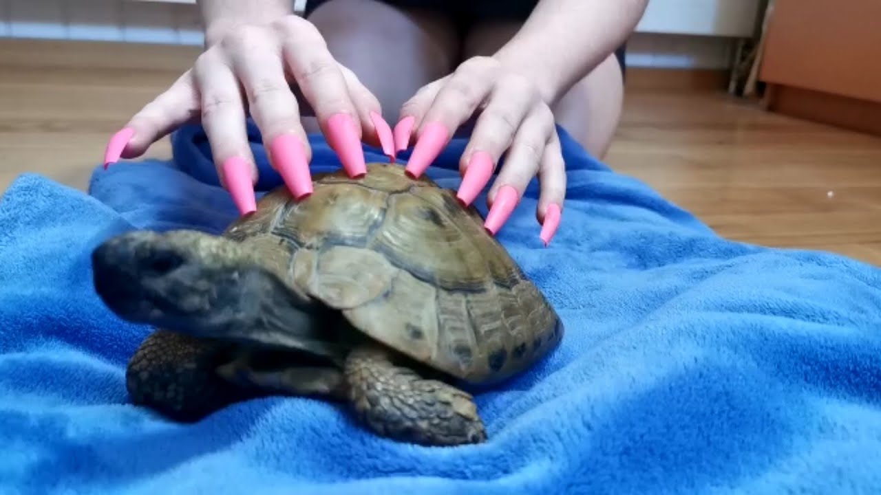 tapping and eating 🐢Show turtle ASMR - YouTube