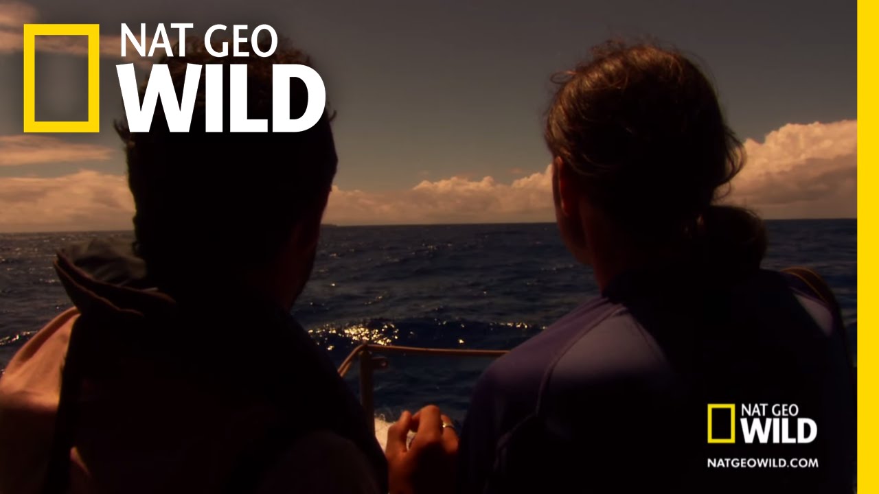 Marine Life Paradise | Lost Sharks of Easter Island - YouTube