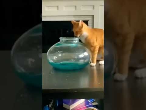 kedi🐱 #kısa #sevimli #küçük #komik #komik #kızgın #hayvan #komedi #viral #tiktok #shorts  #short