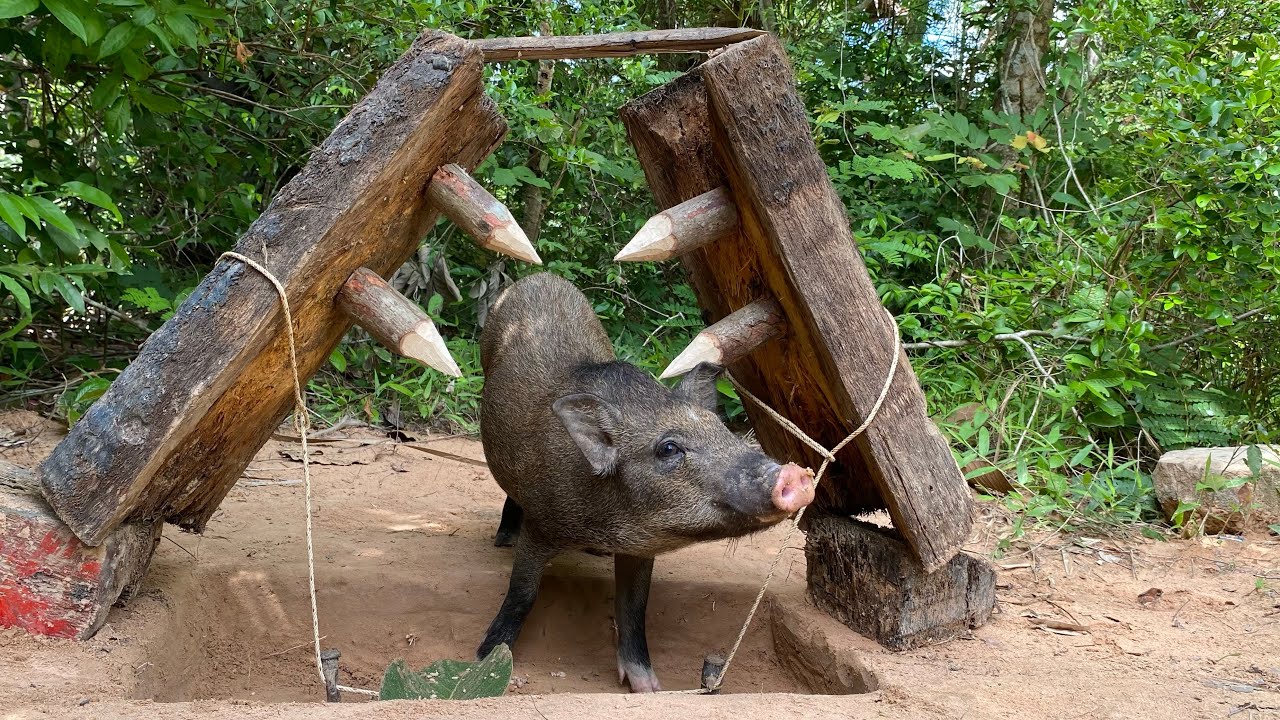 Build Underground Wild boar Trap Using Big Wood Fall in to Deep Hole # ...