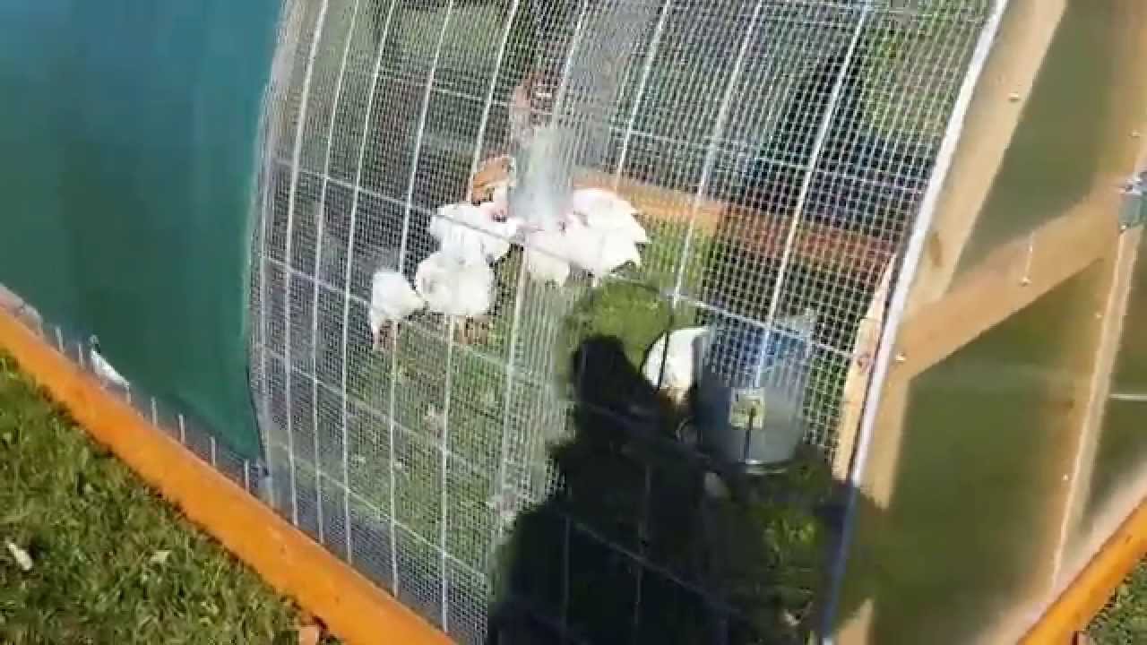 Meat chicken tractor - YouTube