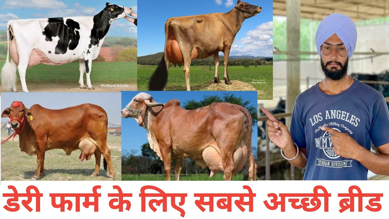 Best cow breed for dairy farming in india।डेरी फार्म के लिए गाय की सबसे ...