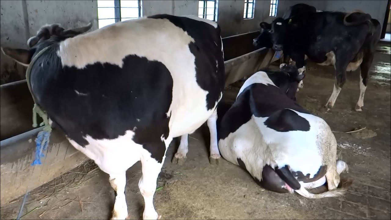 The Jersey Cow Quite Small Effective Milking Dairy Cow 2 - YouTube