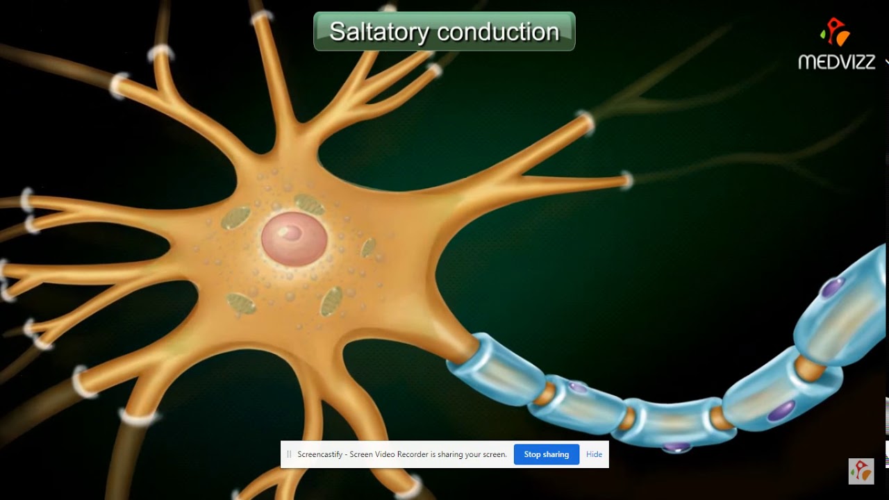 IB Bio 6.5 Neurons and synapses - YouTube