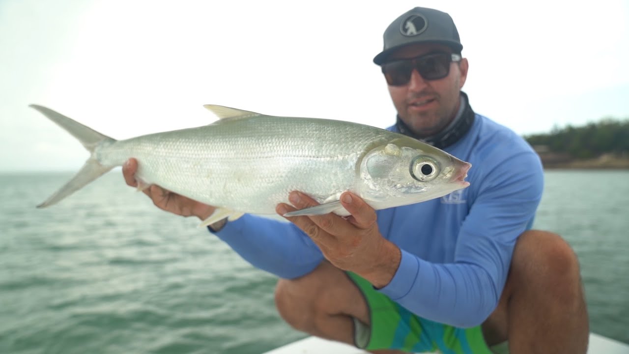 Milk Fish fishing Darwin - YouTube