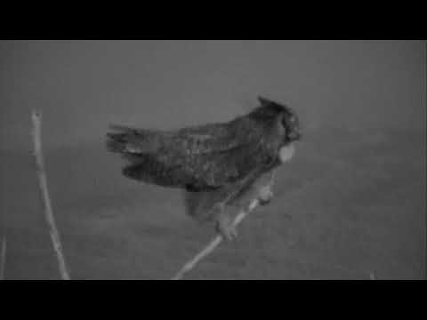 Osprey attacks Great Horned Owl Explore.org June 04 2021 9: 57pm - YouTube