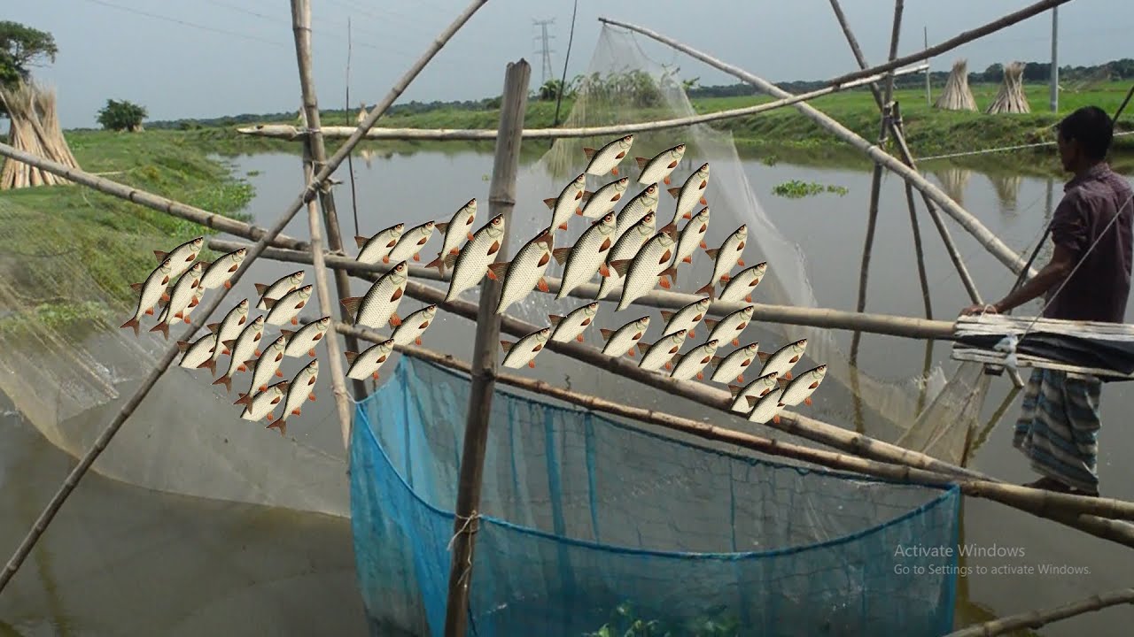 Amazing Net Catching by Village Male River || River Net Fishing ...