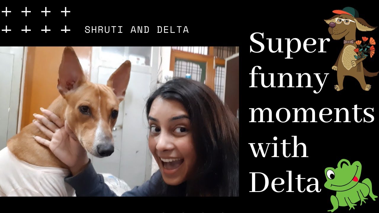 Funny moments compilation with Delta part 1 | Funny dog vlog | Do not ...