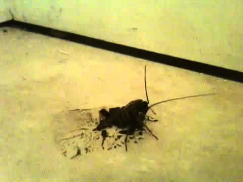 Terminator bug - YouTube