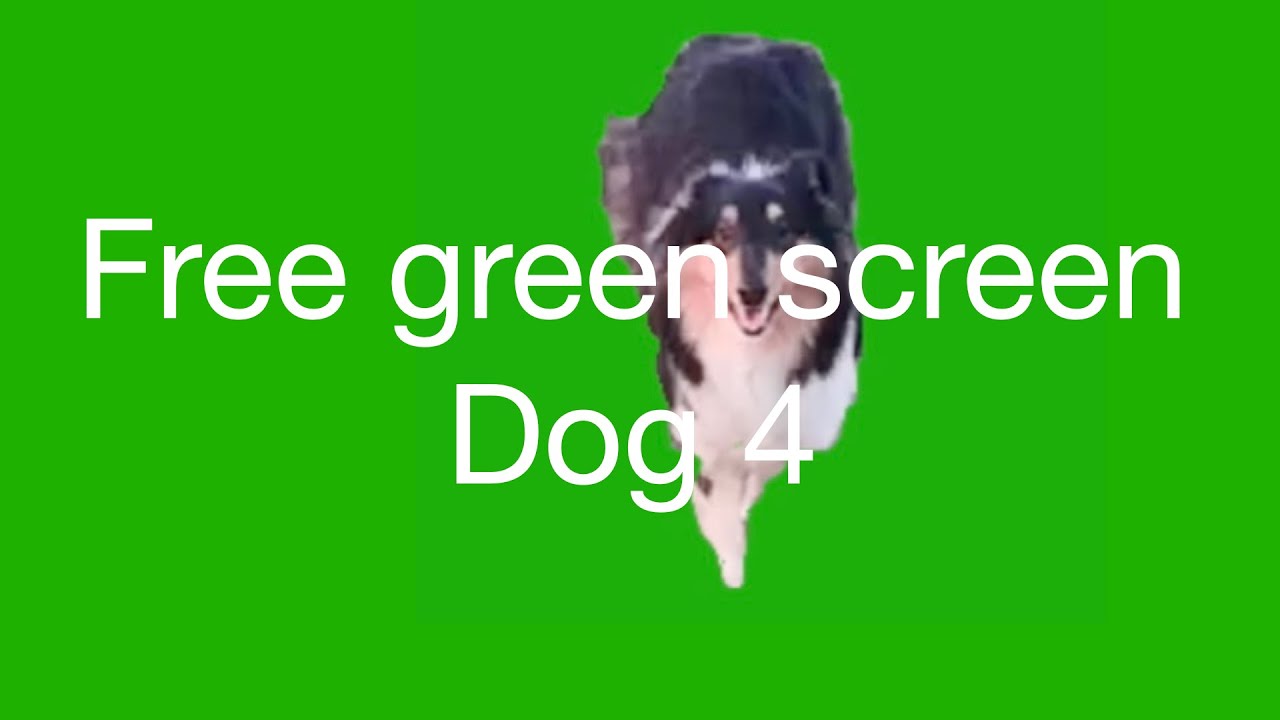 Free green screen dog 4/collie - YouTube
