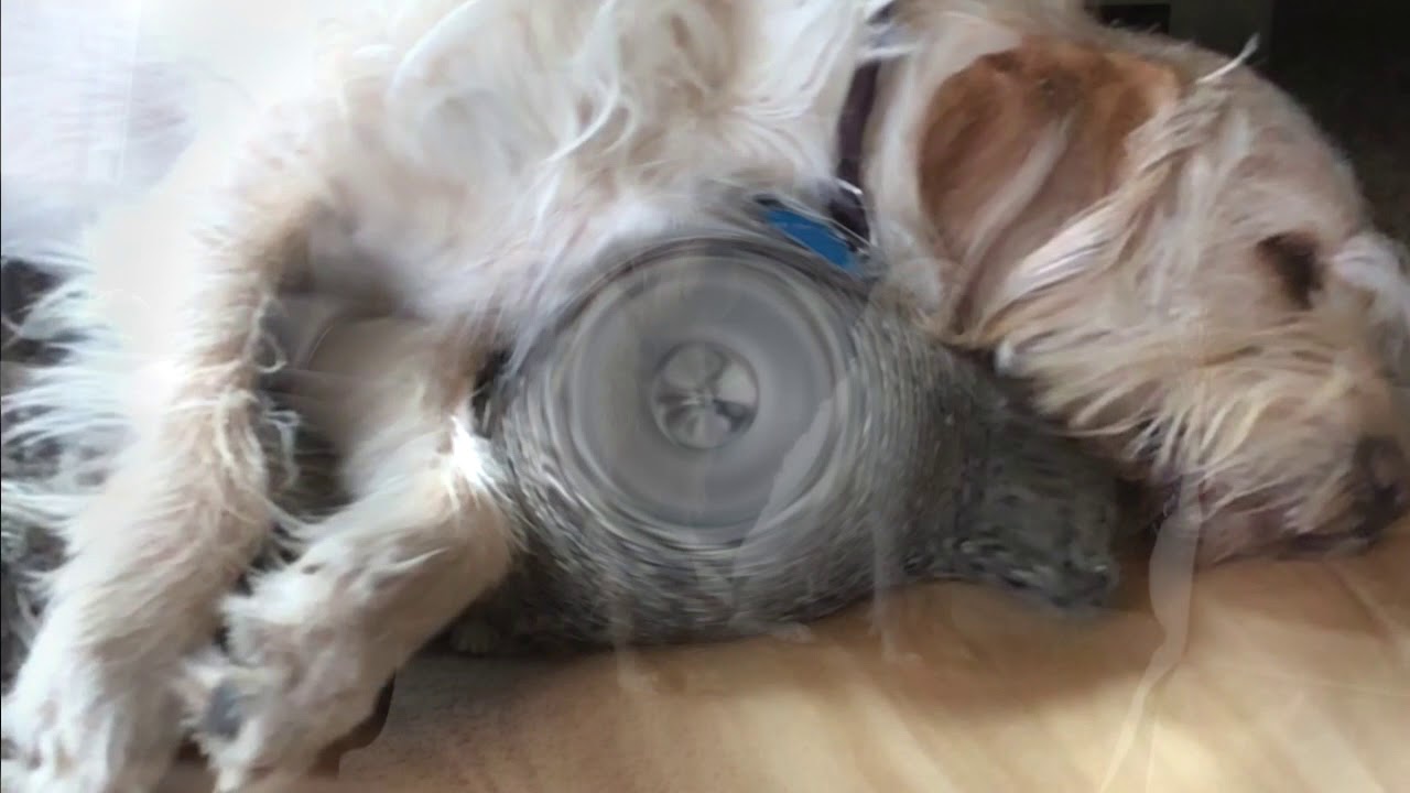 FRC 2225 Doggo Ad - YouTube