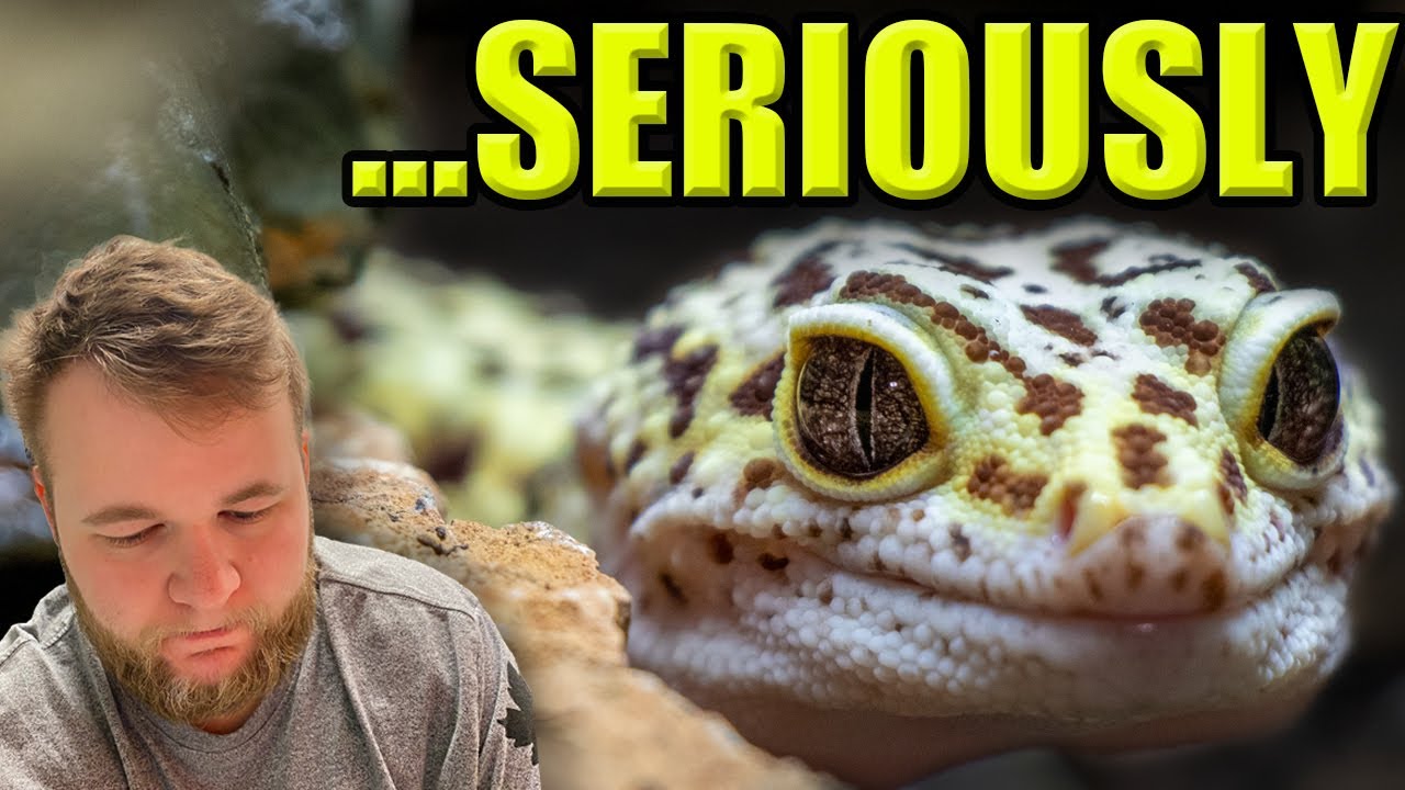 SICK GECKO!! | Caring for an elderly gecko - YouTube