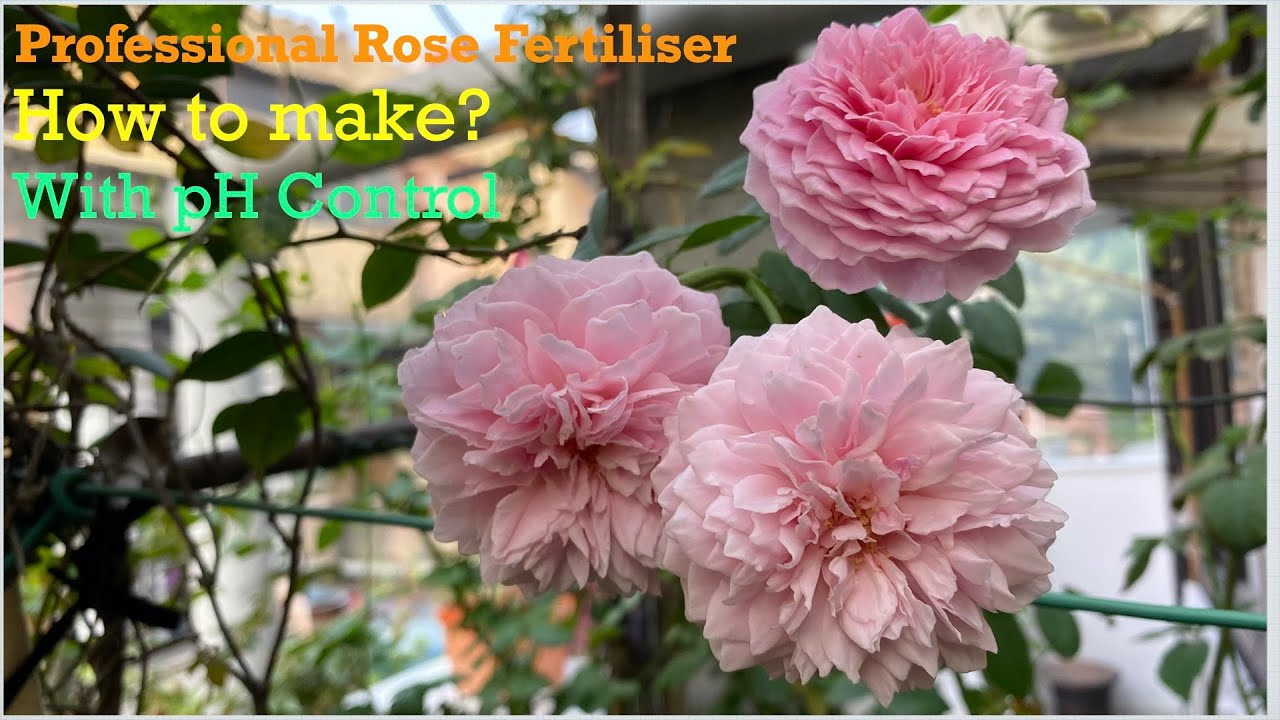 Commercial Rose Feed with pH Control for All Season - YouTube
