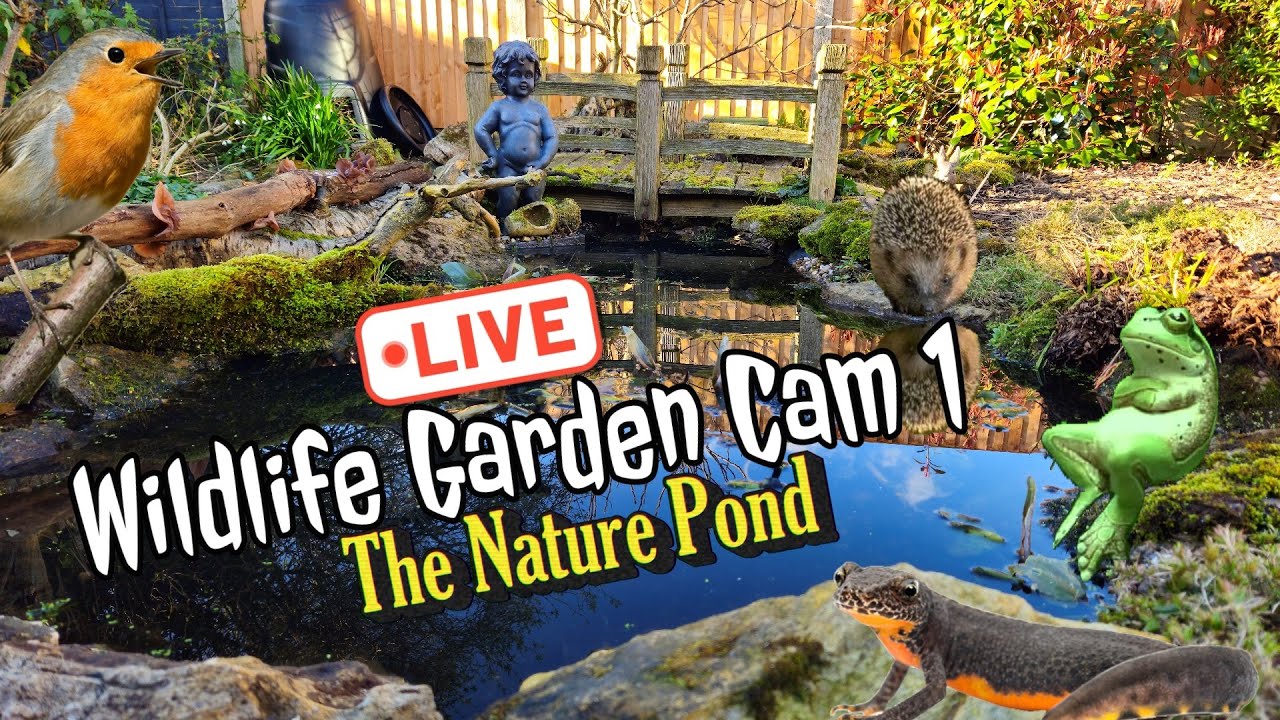 🔴LIVE CAM - Nature Pond 🐦🐸Wildlife Garden🦎🦔 Camera 1 - YouTube