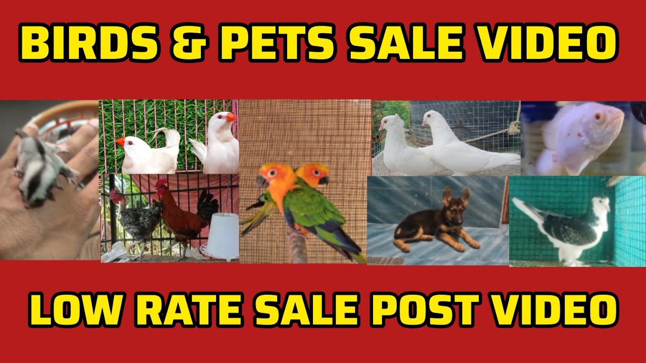 🤑Fancy Pigeon ‍🔥Pravu ️Parava valrthal ️Dpgs⚡Exotic Birds🤑Fish ‍🔥Hen💖 ...