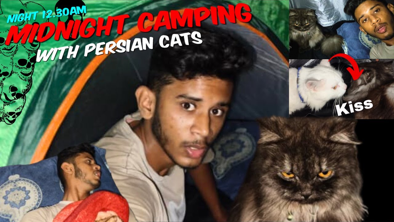 😡 WORST Night Camping 🌃 in Tent With My Persian CATs 🏕️😺| Went WRONG 🤬Horrible Experience - YouTube