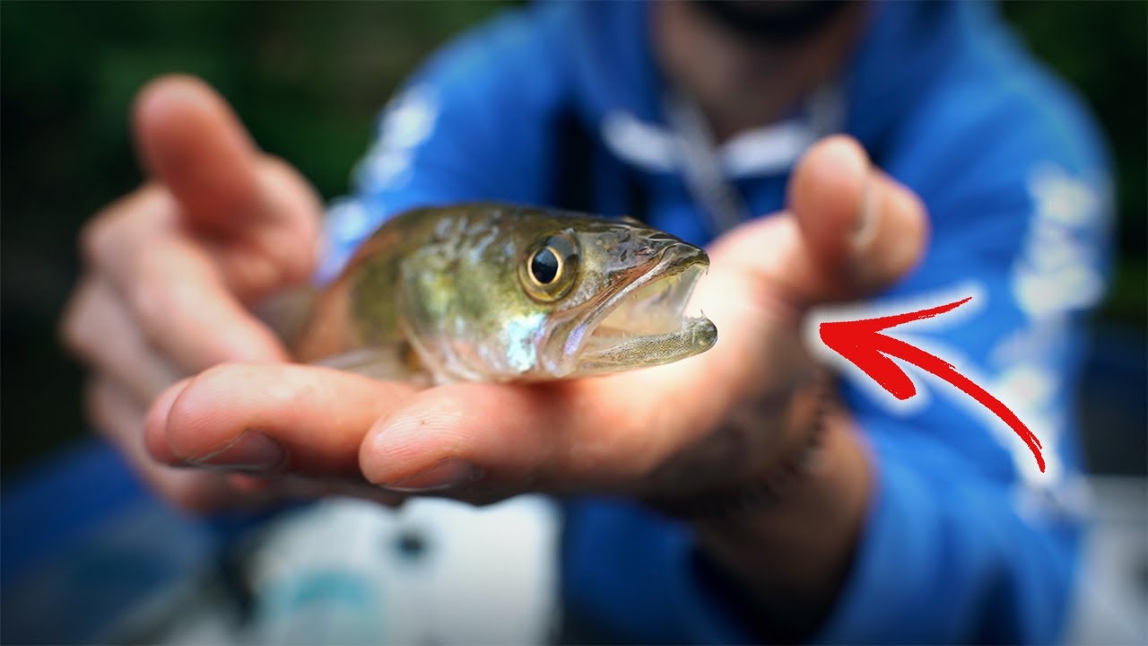 Ce petit POISSON est EXTRÊMEMENT VORACE !!! - YouTube