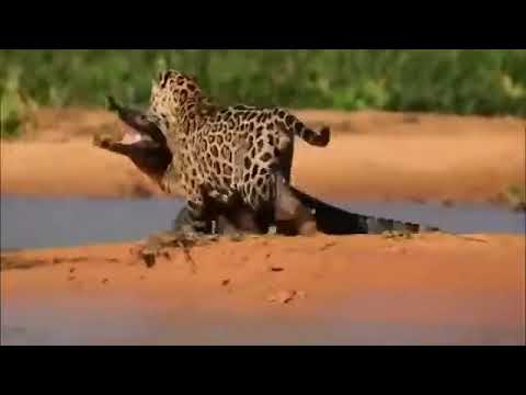 macan tutul vs buaya Siapa yang paling kuat antara  kedua hewan ini