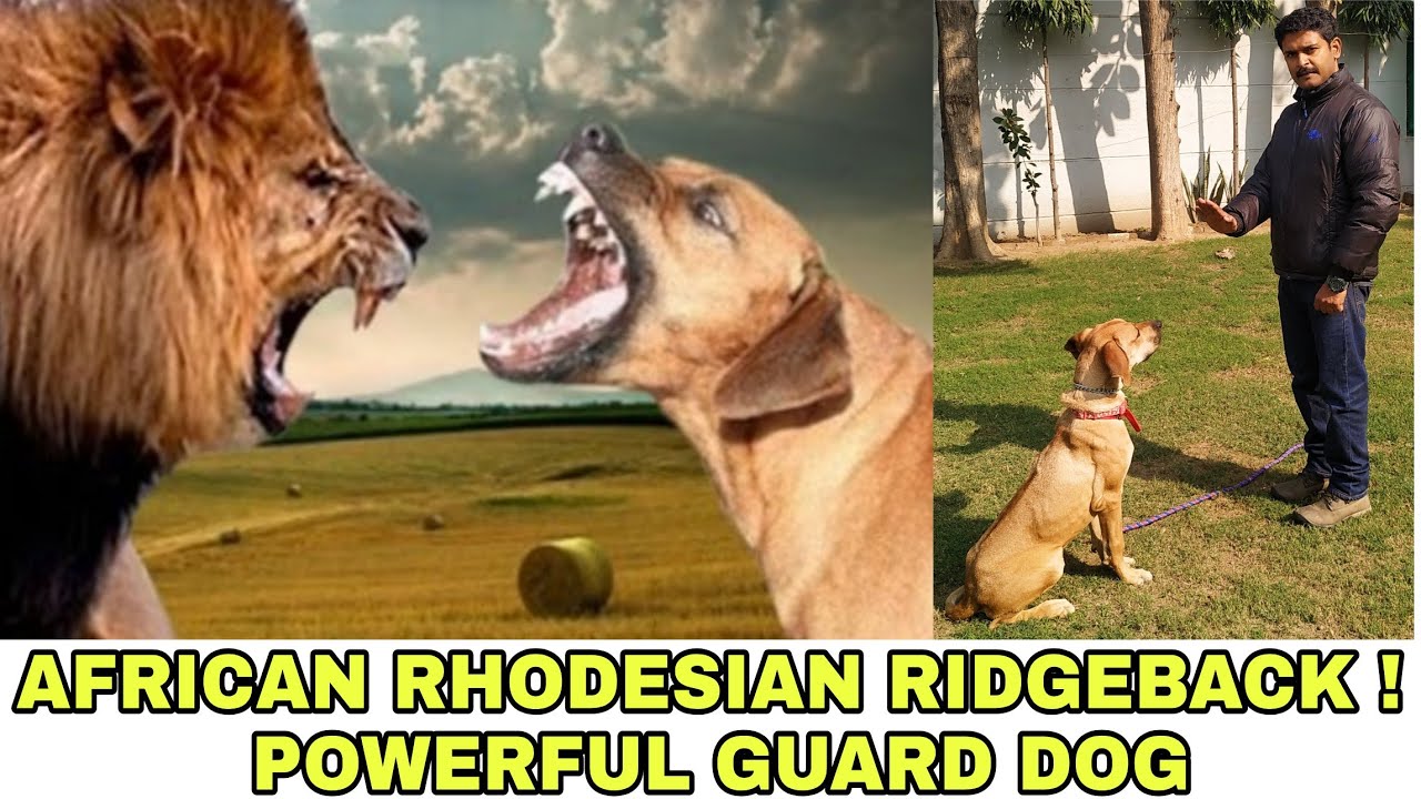 SOUTH AFRICAN RHODESIAN RIDGE BACK! POWERFUL GUARD DOG. - YouTube