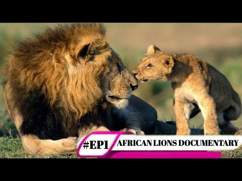 African lions documentary |wildlife |animal documentary in Hindi & urdu |national geographic Hindi