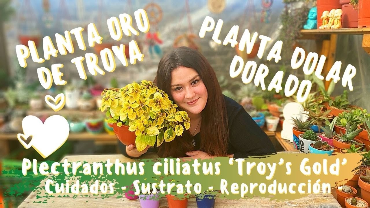 Como cuidar y reproducir la planta de oro - Plectranthus ciliatus ‘Troy ...