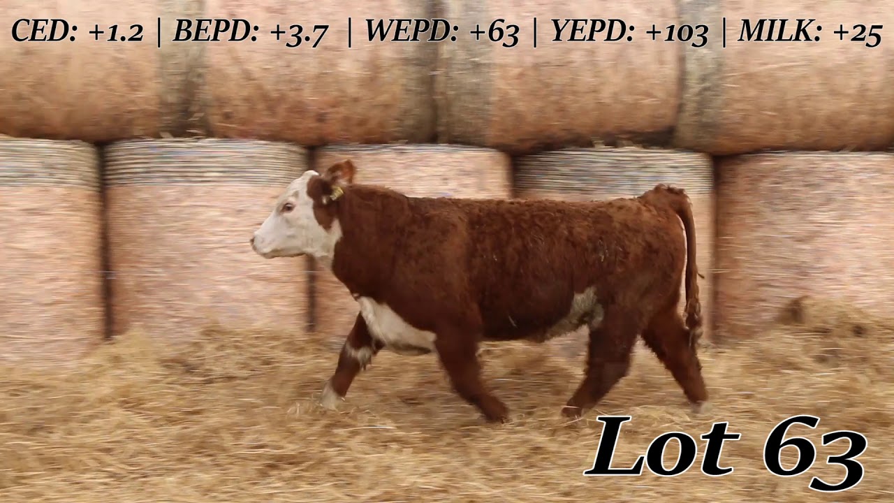 Lot 63 | Sweiger Farms Annual Bull Sale | 3/28/2019 - YouTube