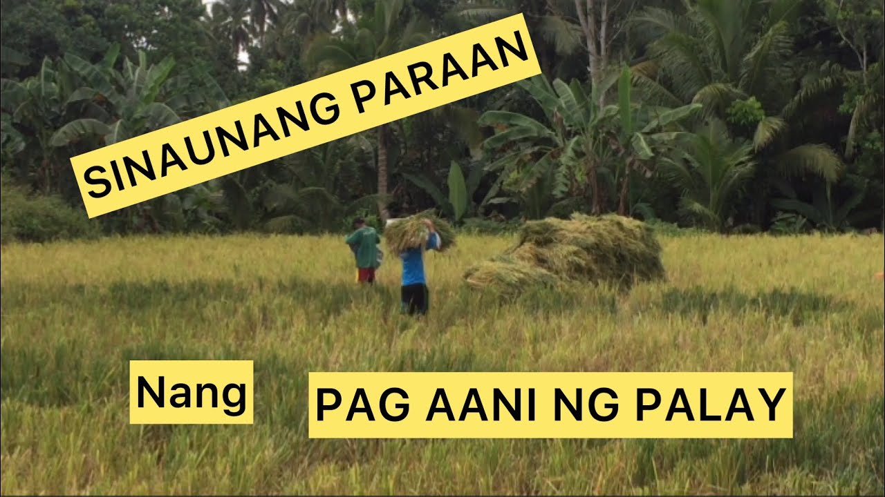 SINAUNANG PAMAMARAAN NG PAG AANI NG PALAY - YouTube