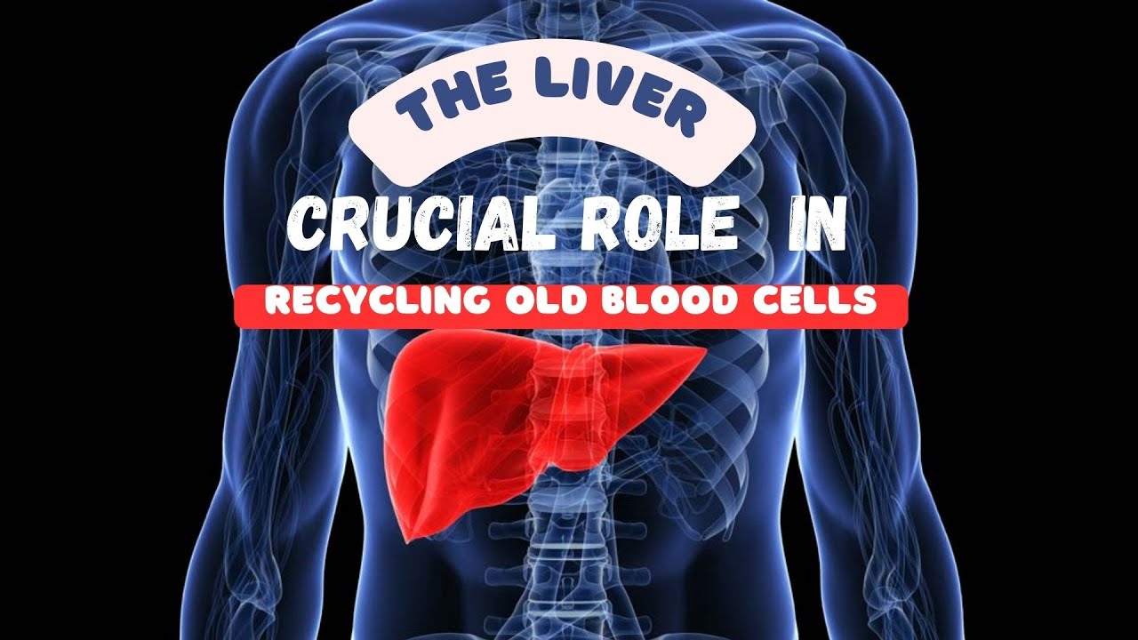 The Liver's Crucial Role in Recycling Old Blood Cells - YouTube