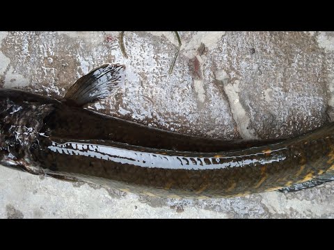 fish recipe |Shoil fish curry | টেটা দিয়ে মাছ ধরে সেই মাছ রান্না করলাম ...