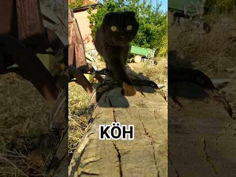 Kedi Özel Harekat gururla sunar 😂 #shorts #short #cat #köh #kedi #viral #keşfet #video #köy #trend