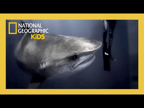 World's Biggest Tiger Shark Full Episode | @natgeokids - Video Summary