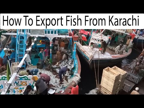 Fish Export From Karachi Fishrey | How To Export Sea Food | Fresh Fish P | Karachi Fish Harbor
