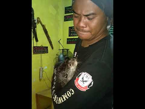 Spesial Moment || VIRAL !! 😆😂Habis mandi😰Bocil Minta di Peluk😘#otter #fyp #animals