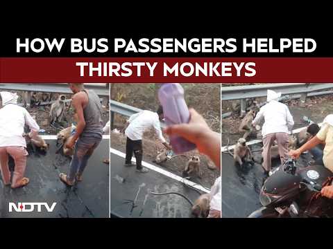 Maharashtra News | Bus Passengers Rescue Dehydrated Monkeys Amid Maharashtra Heatwave